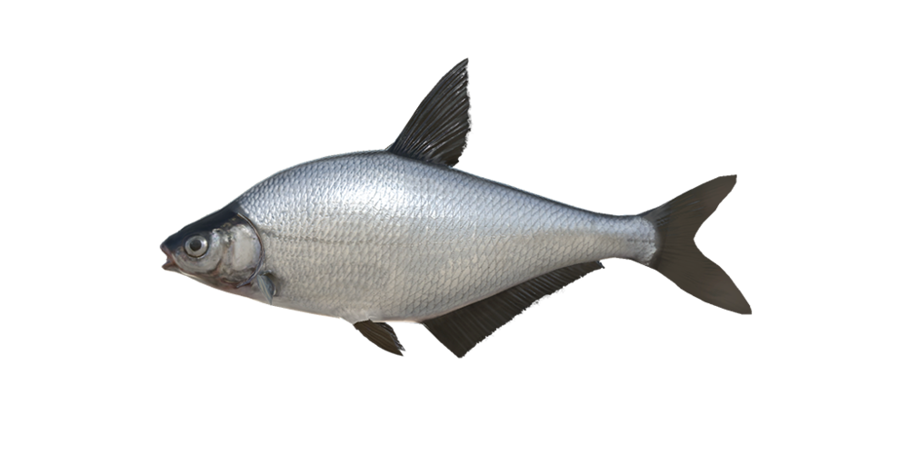 Zope - Fischarten - Russian Fishing 4