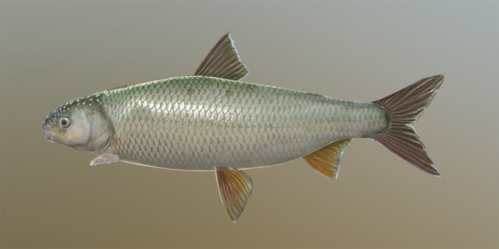 Kutum - Fischarten - Russian Fishing 4