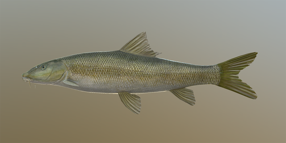 Aral-Barbe - Fischarten - Russian Fishing 4