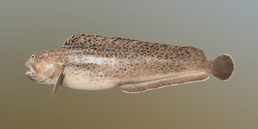 Gefleckter Seewolf - Fischarten - Russian Fishing 4