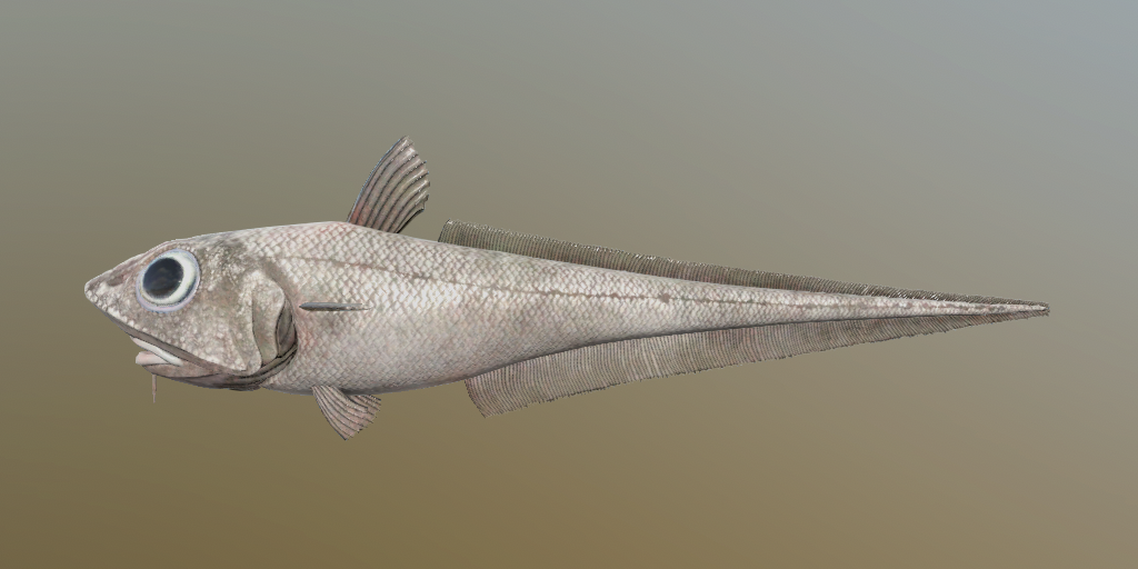 Grenadierfisch - Fischarten - Russian Fishing 4